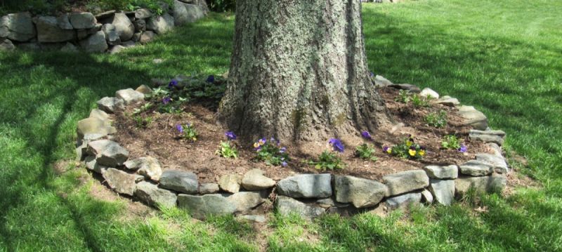 10 Tree Border Landscaping Ideas in Sydney