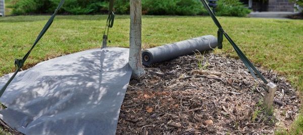 Sydney Tree Care: Mastering Landscape Fabric Installation